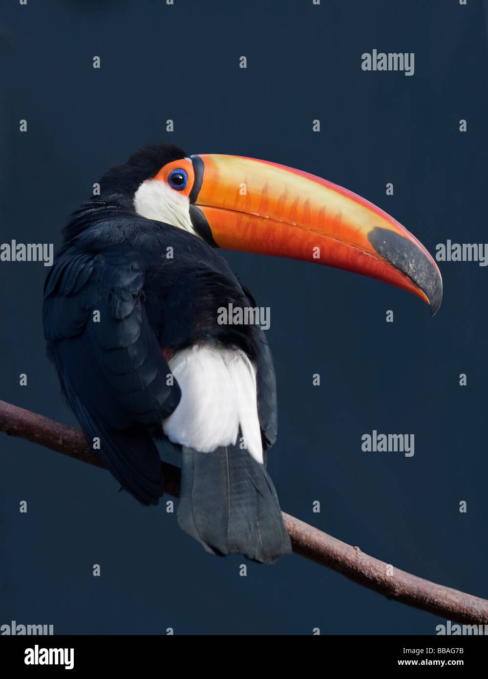 Toucan Profile High Resolution Stock Photography and Images - Alamy