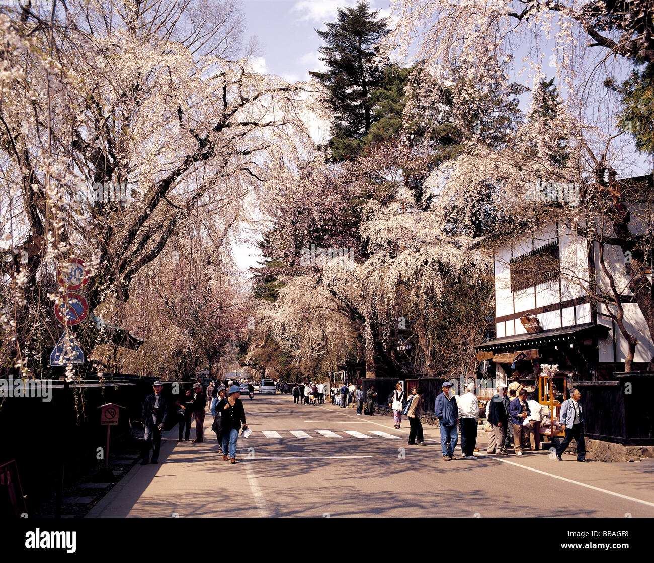 Street of Samurai houses lined with cherry blossoms at Kakunodate in ...