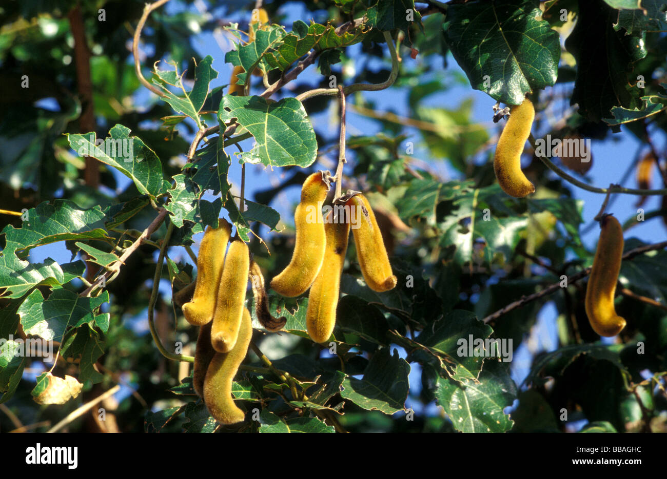wild beans south luangwa zambia Stock Photo - Alamy