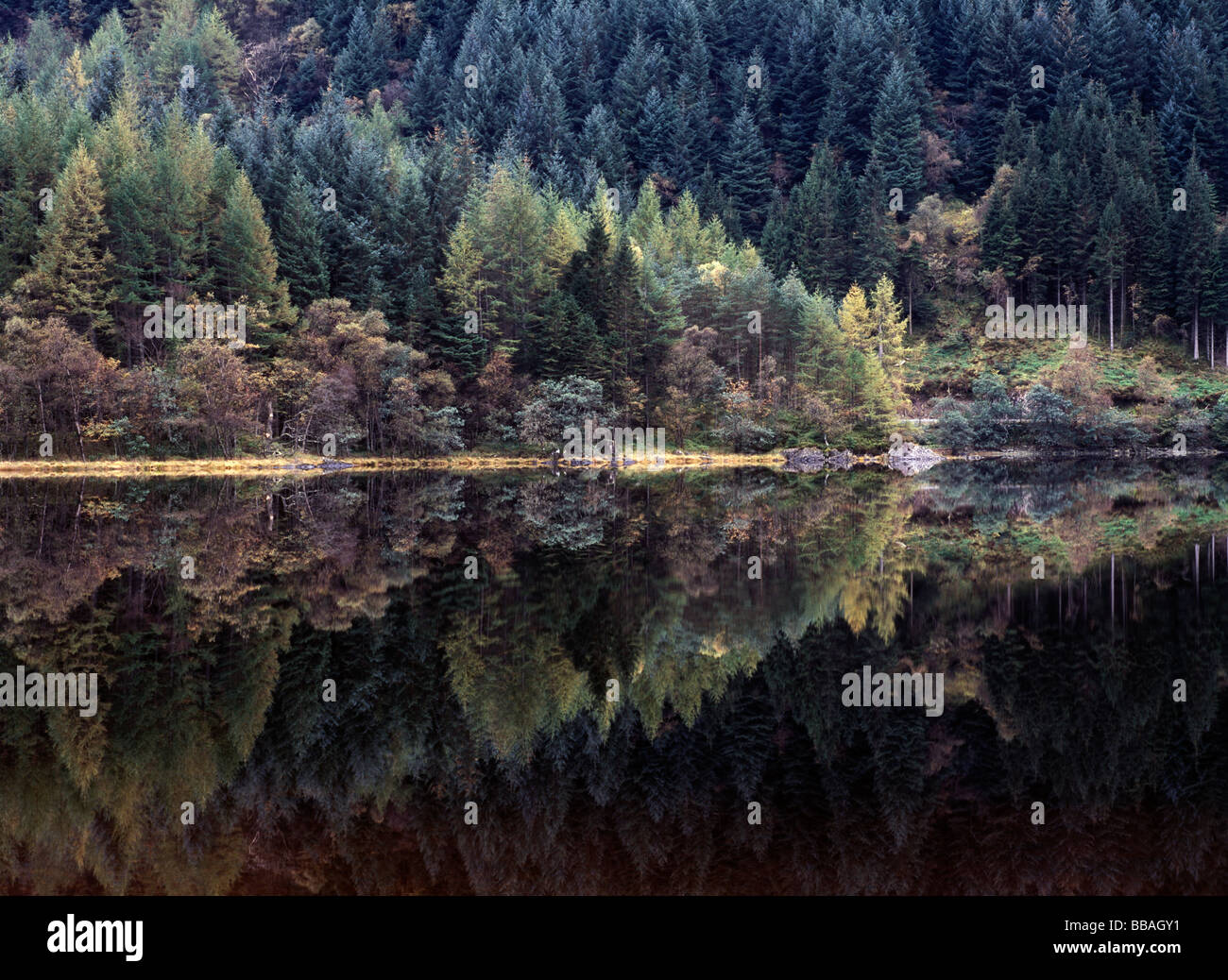 Autumn trees reflected in Loch Chon, the Trossachs national park ...