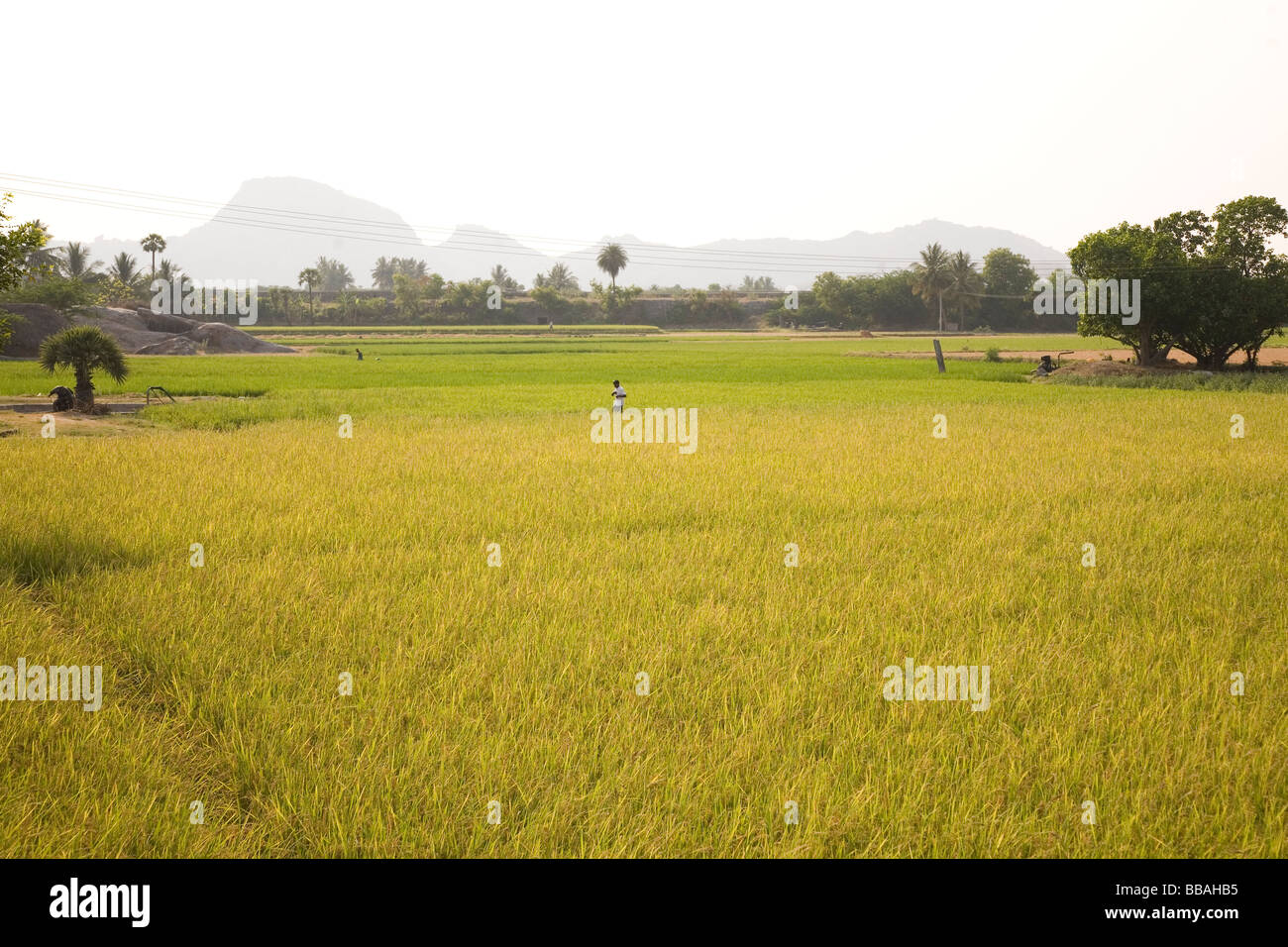 Rice grows in a paddy field in Tamil Nadu, India. Rice is the staple ...