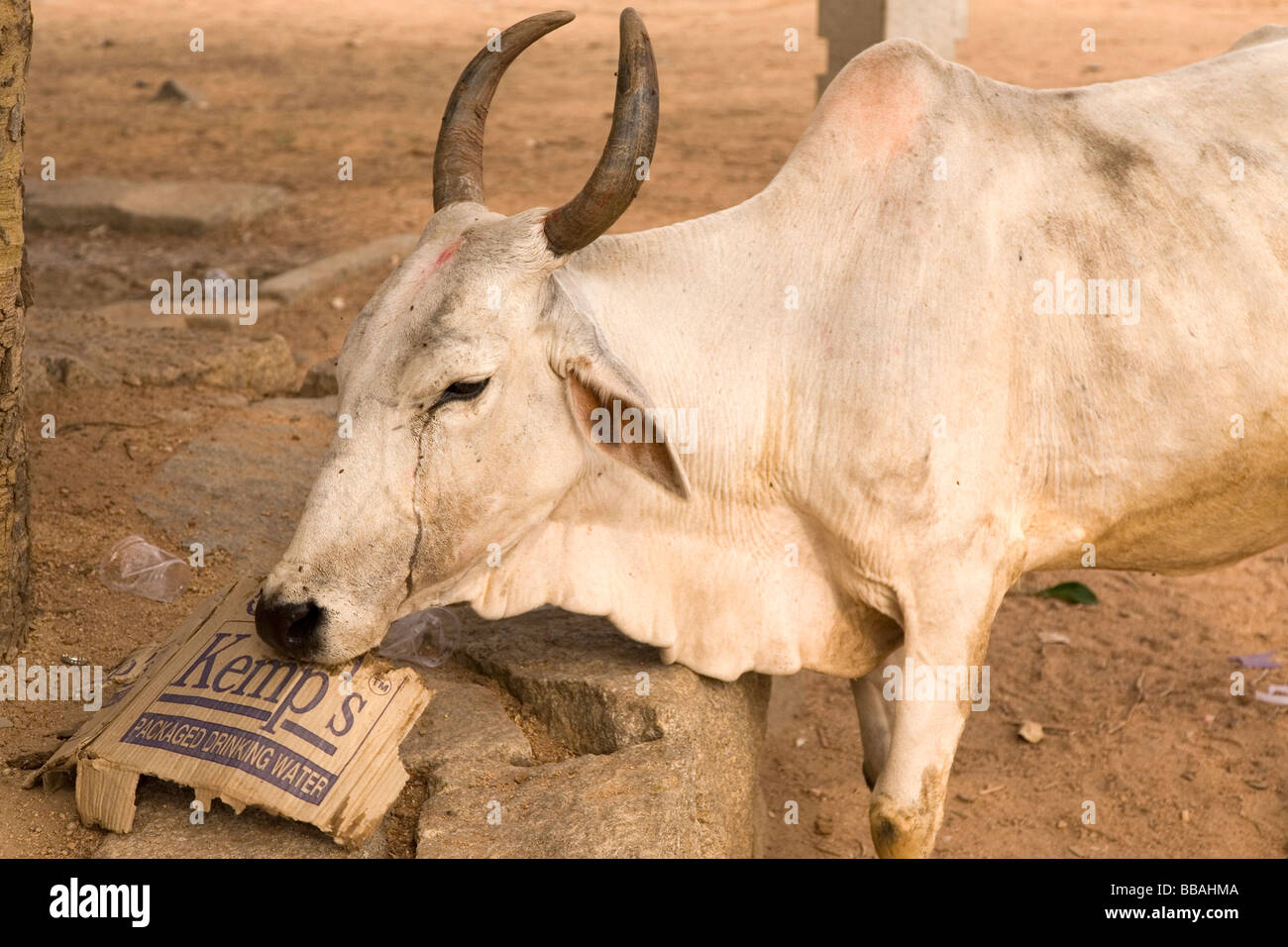 A cow eats the remains of a cardboard box in Hampi, India. Cows wander ...