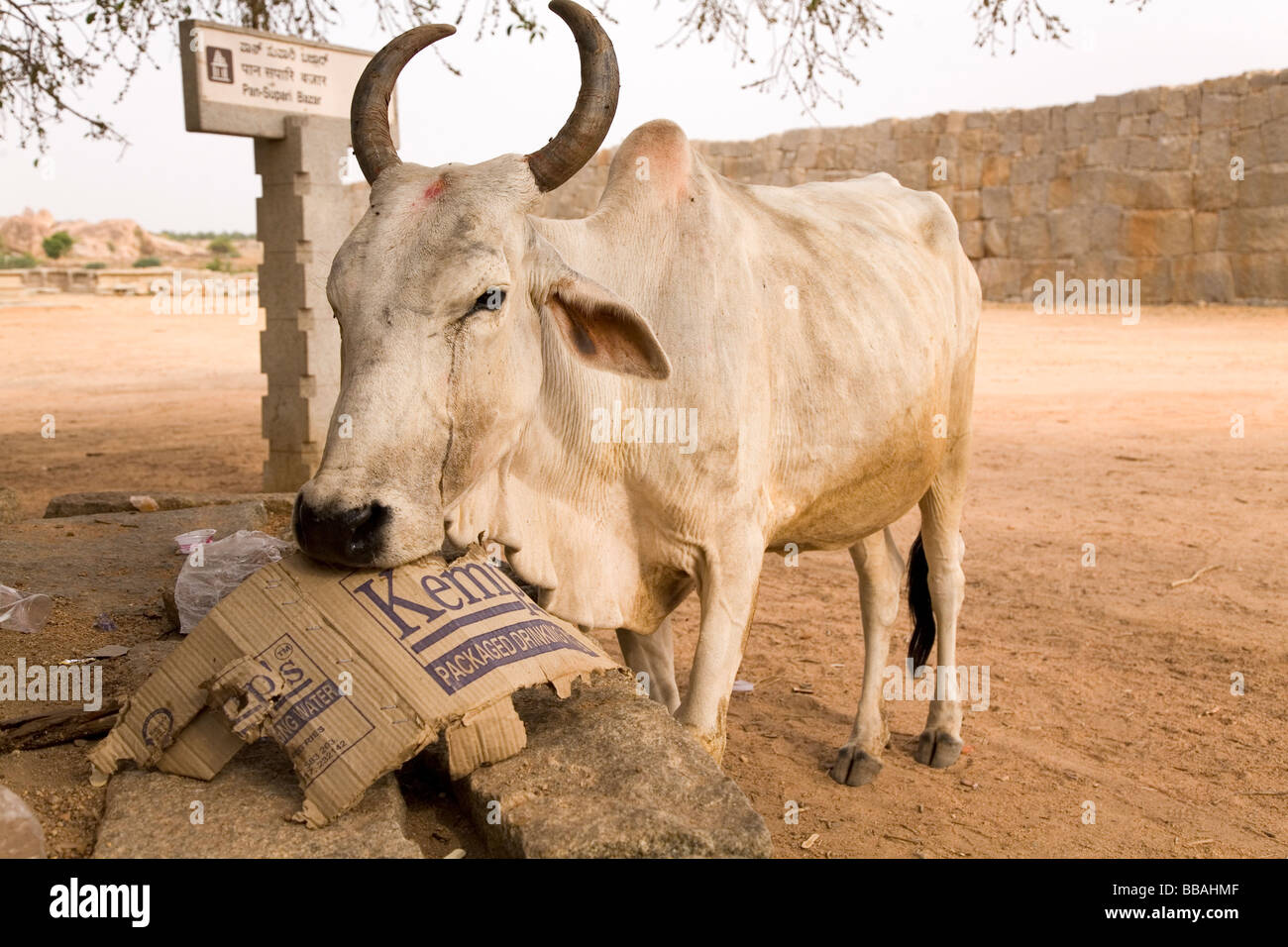 A cow eats the remains of a cardboard box in Hampi, India. Cows wander ...