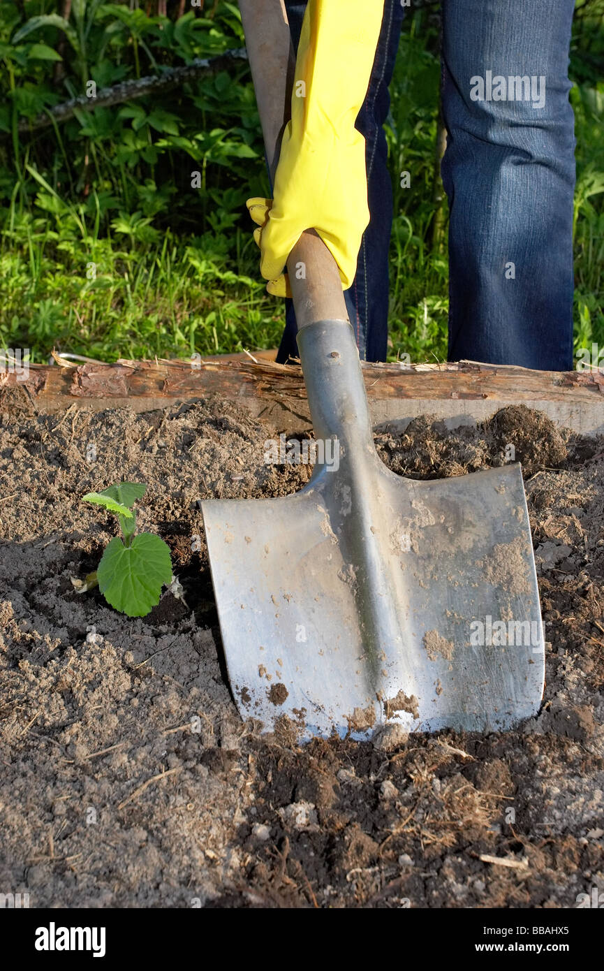 garden work digging by shovel closeup Stock Photo - Alamy