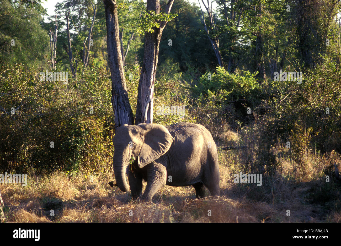 pregnant elephant south luangwa zambia Stock Photo - Alamy