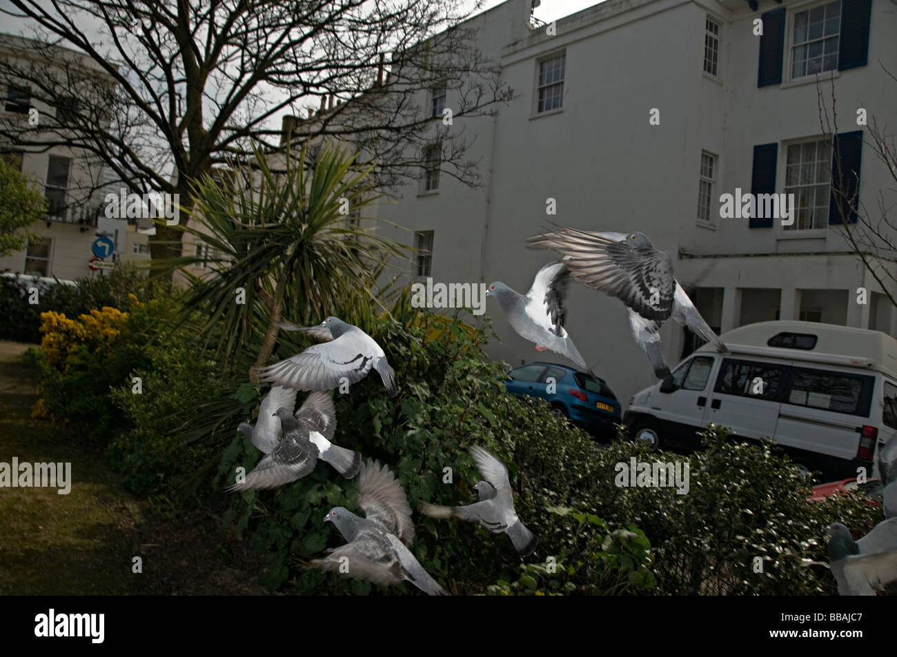 flying pigeons with wings spread in a park in brighton Stock Photo - Alamy