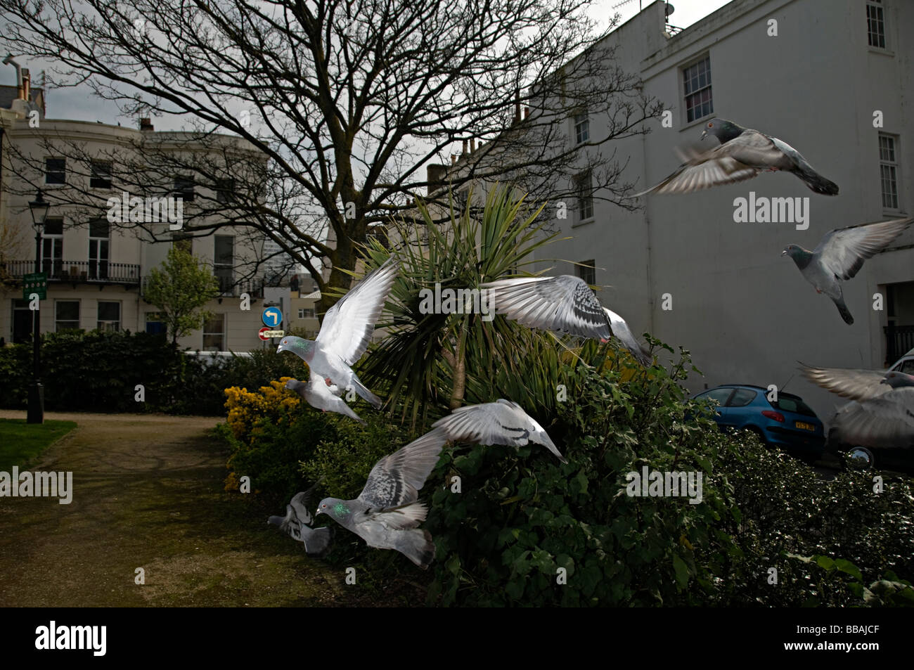Black dove brighton hi-res stock photography and images - Alamy
