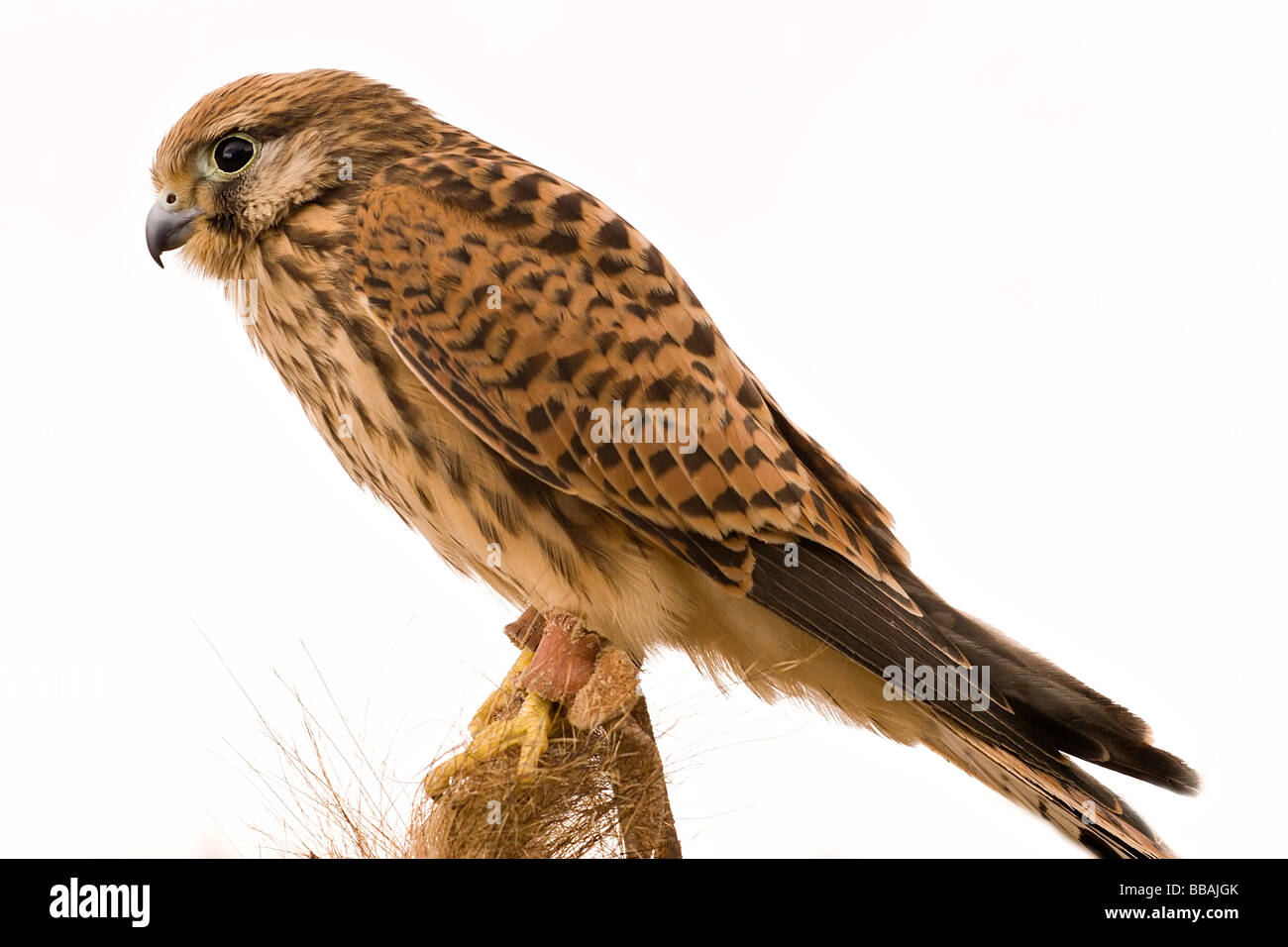 Animal wildlife isolated sharp hi-res stock photography and images - Alamy