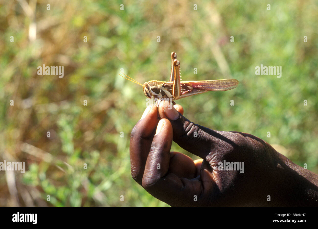 South african locust hi-res stock photography and images - Alamy