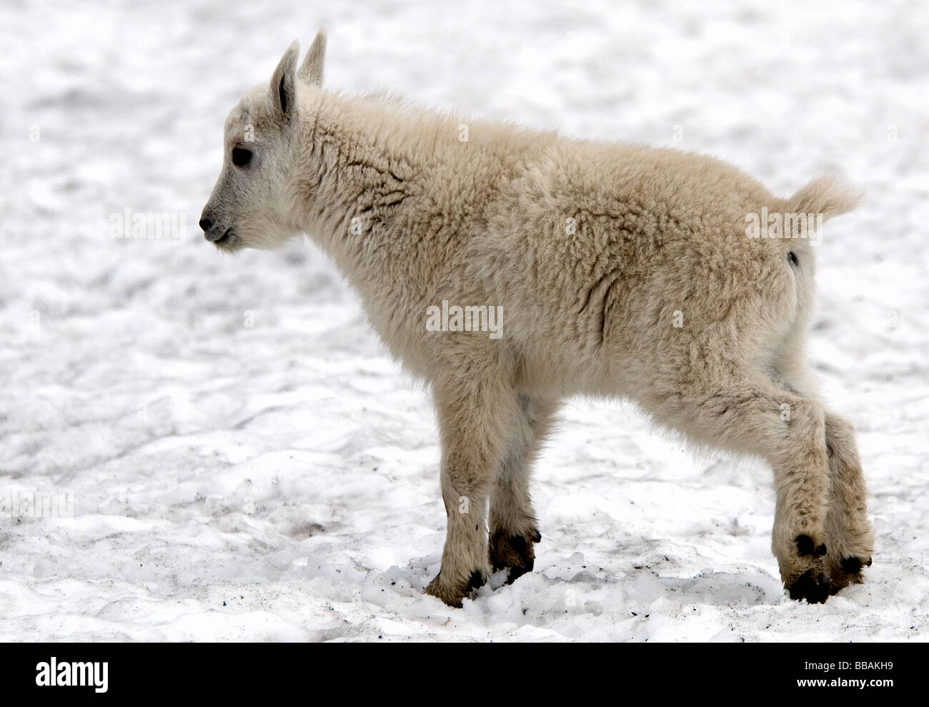 Young mountain goat oreamnos americanus hi-res stock photography and ...