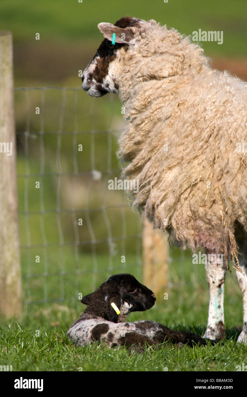 Lambing time hi-res stock photography and images - Alamy