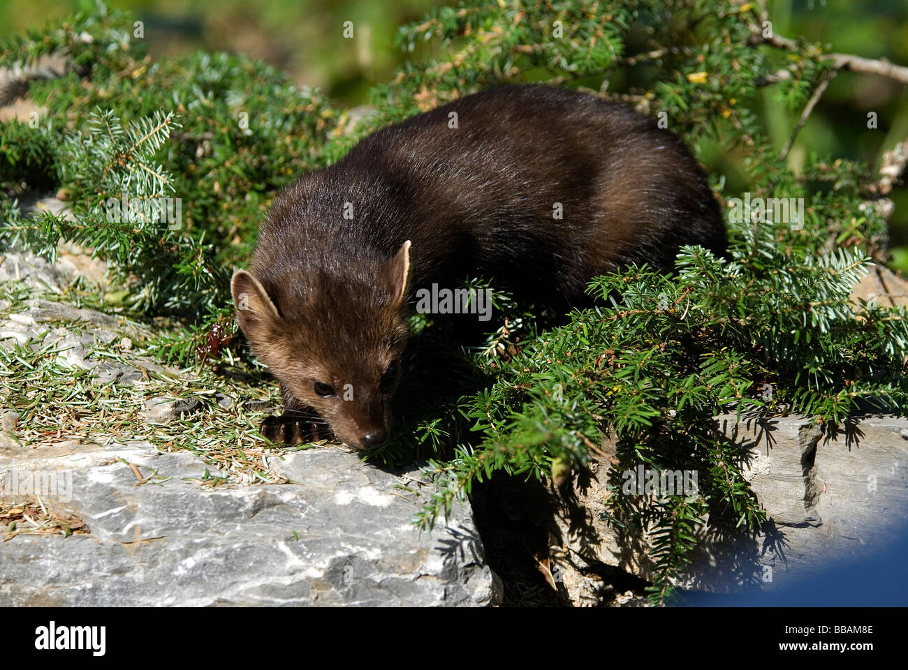 Pine Marten Martes martes Stock Photo - Alamy