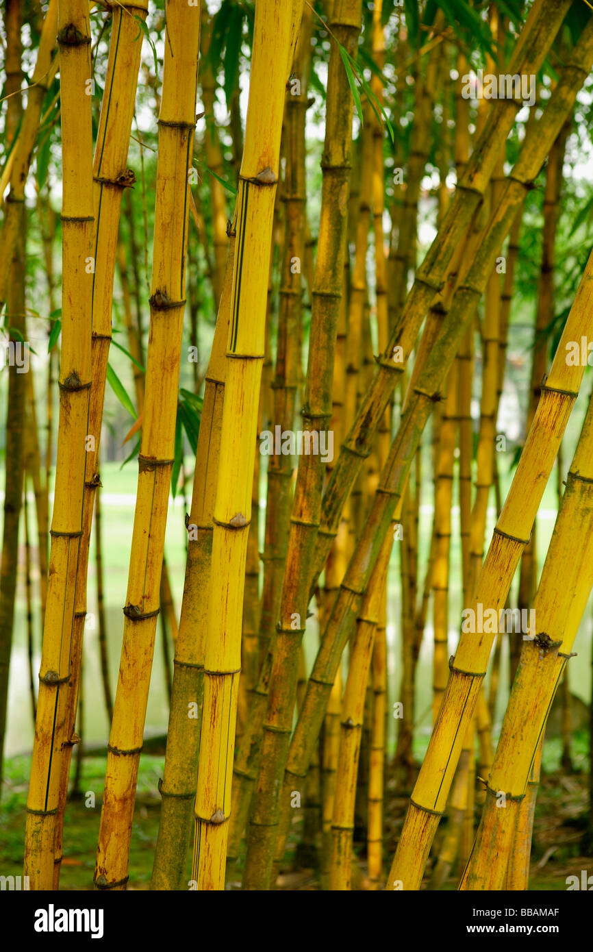 Trunks of Bamboo plants, Chinese Garden, Singapore Stock Photo - Alamy