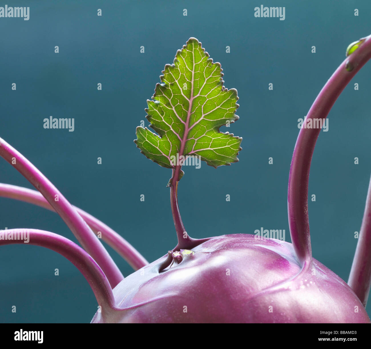 Leaf High Resolution Stock Photography and Images - Alamy