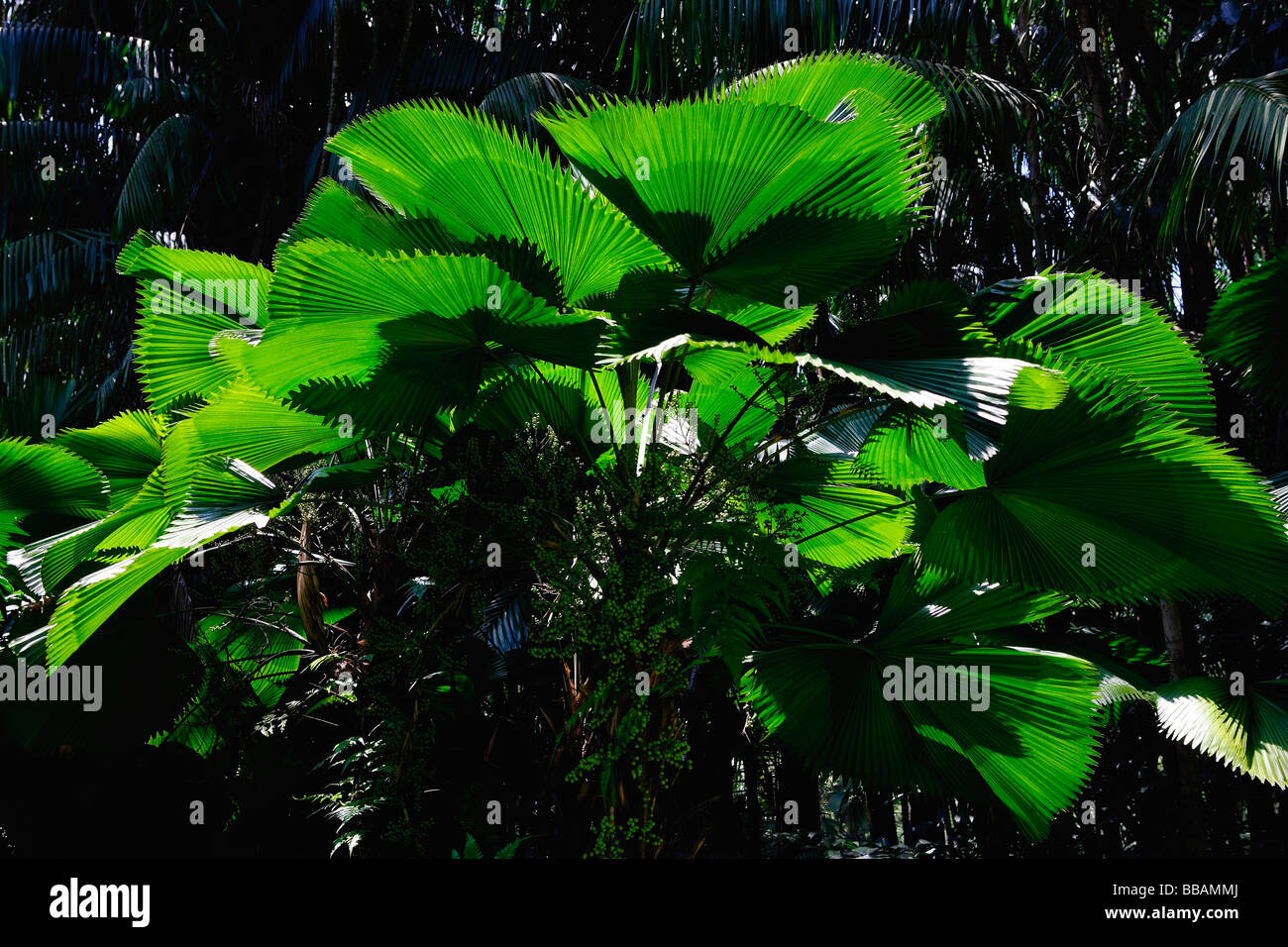 Ruffled Fan Palm, Singapore Stock Photo - Alamy