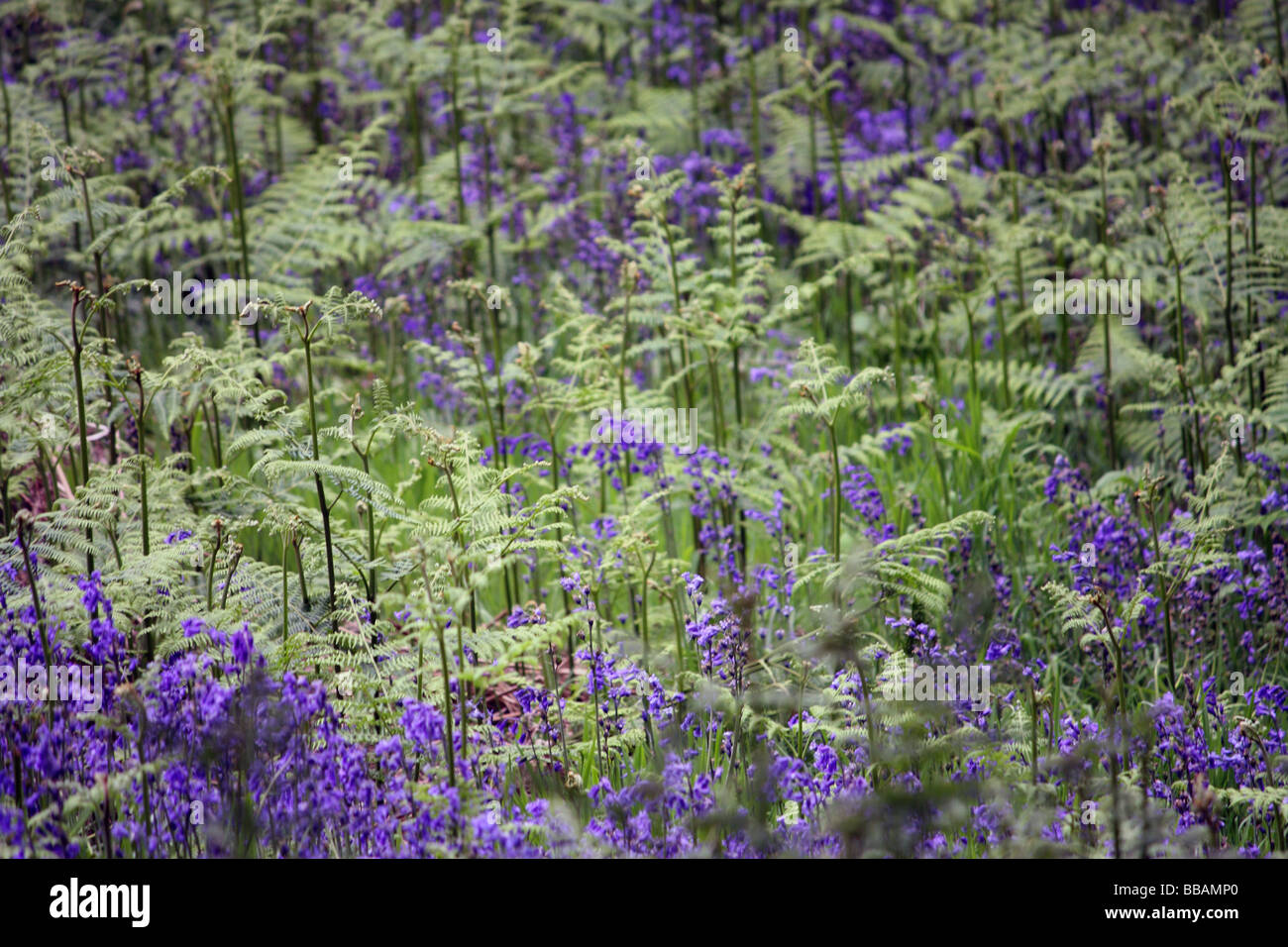 A photograph of a field full of wild bluebell flowers Stock Photo - Alamy