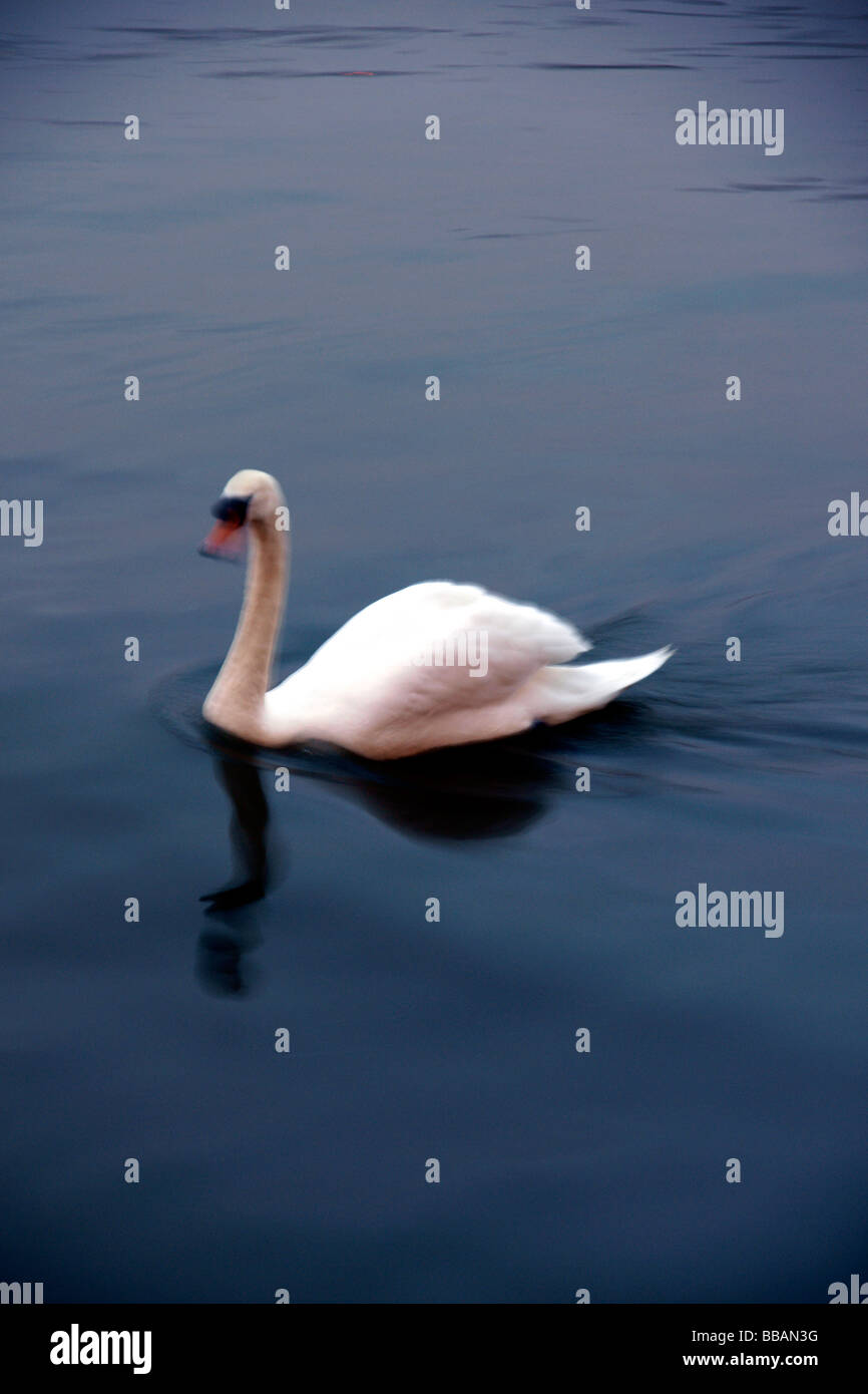 Swan on the river Thames at dusk Putney London England UK (c) Marc ...