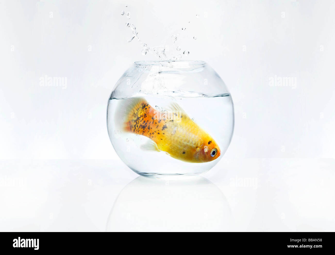 Fish In A Fish Bowl High Resolution Stock Photography and Images - Alamy