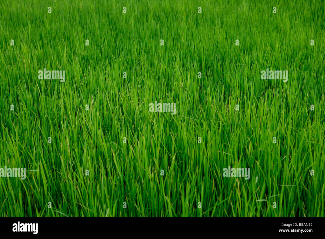 Lush green rice paddy in Thailand Stock Photo - Alamy
