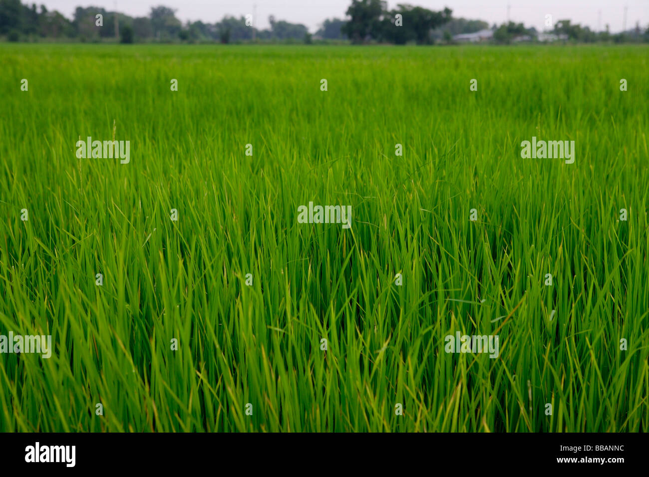 Rice paddy field, Thailand Stock Photo - Alamy