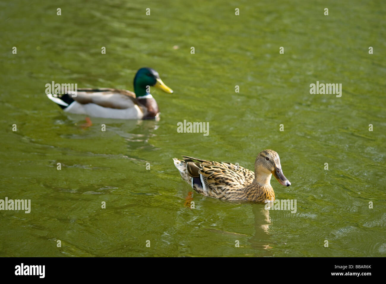 Two mallards (male and female) enjoying a swim on the lake at Finsbury ...