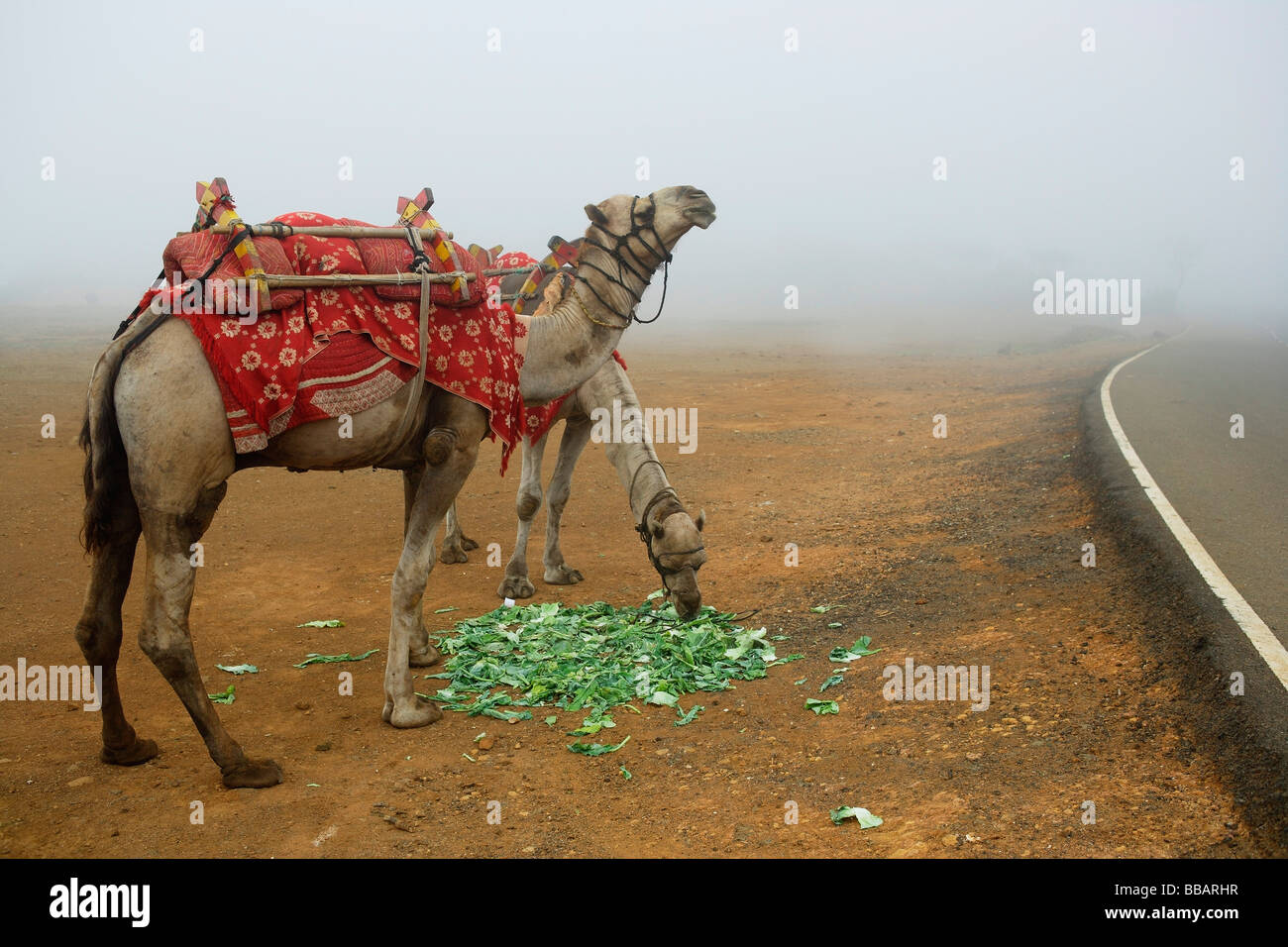 A pair of camels eating, Mumbai, India Stock Photo - Alamy