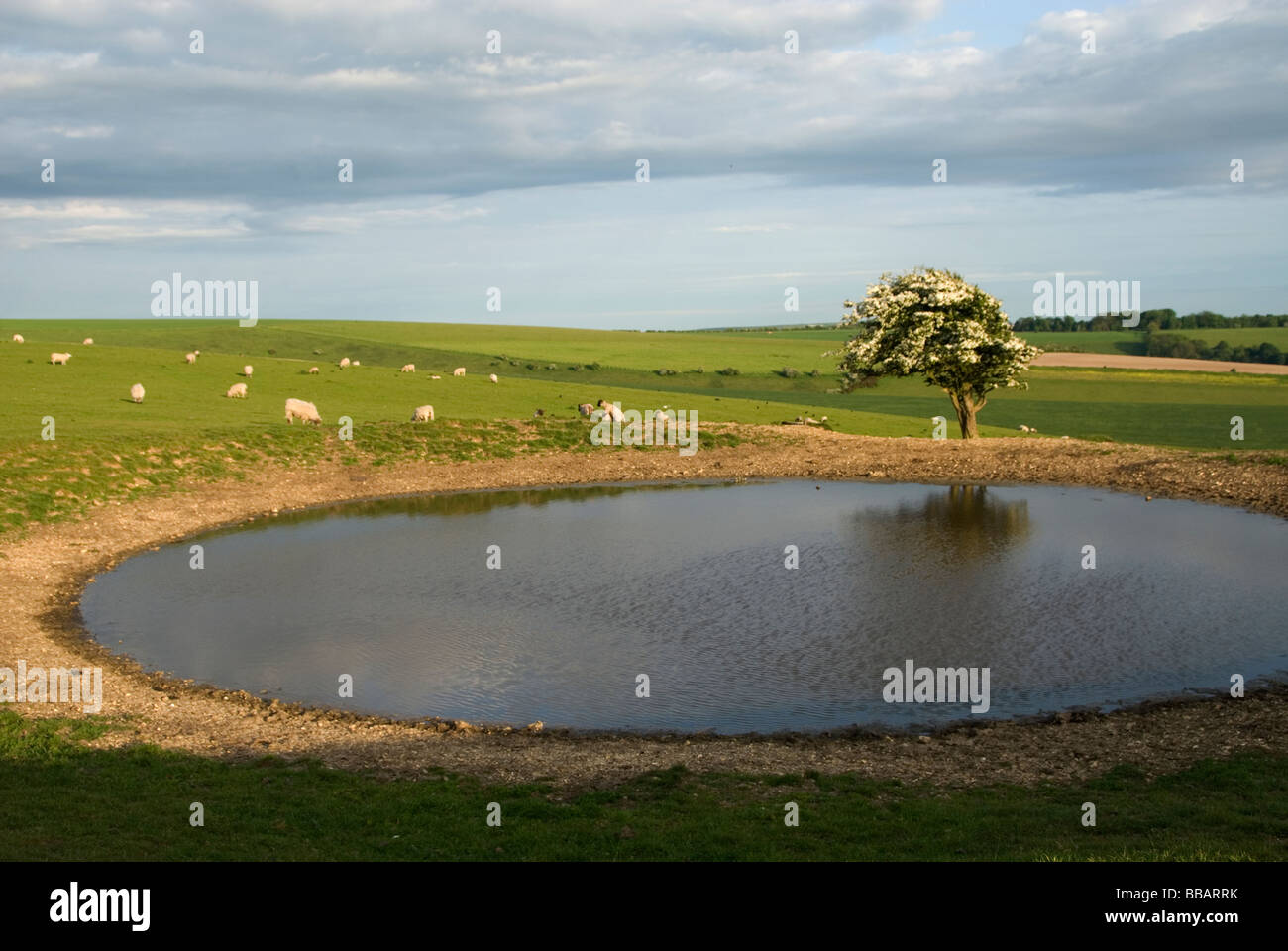 Dew pond sussex hi-res stock photography and images - Alamy