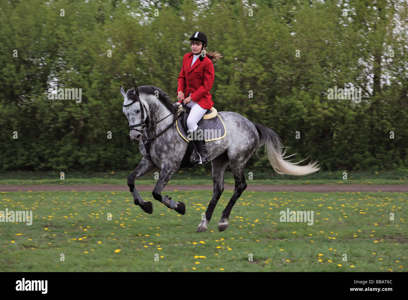 Pretty equestrian woman riding on horse Stock Photo - Alamy