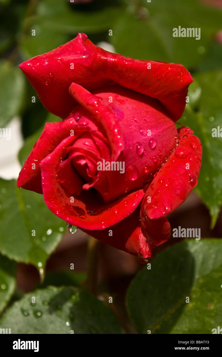 Rain wet red rose hi-res stock photography and images - Alamy