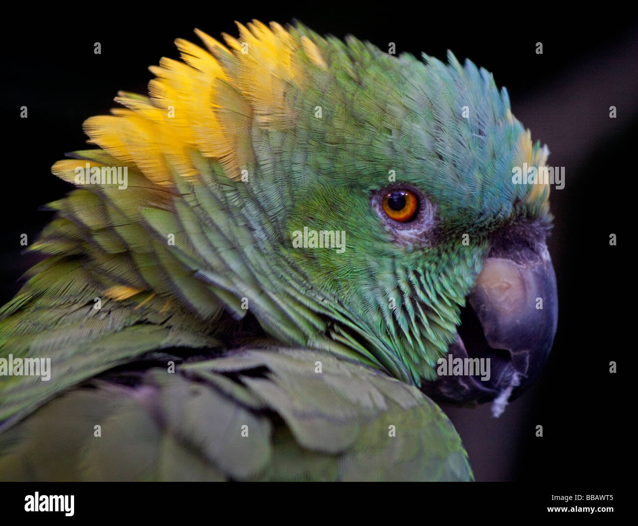 Yellow naped amazon hi-res stock photography and images - Alamy