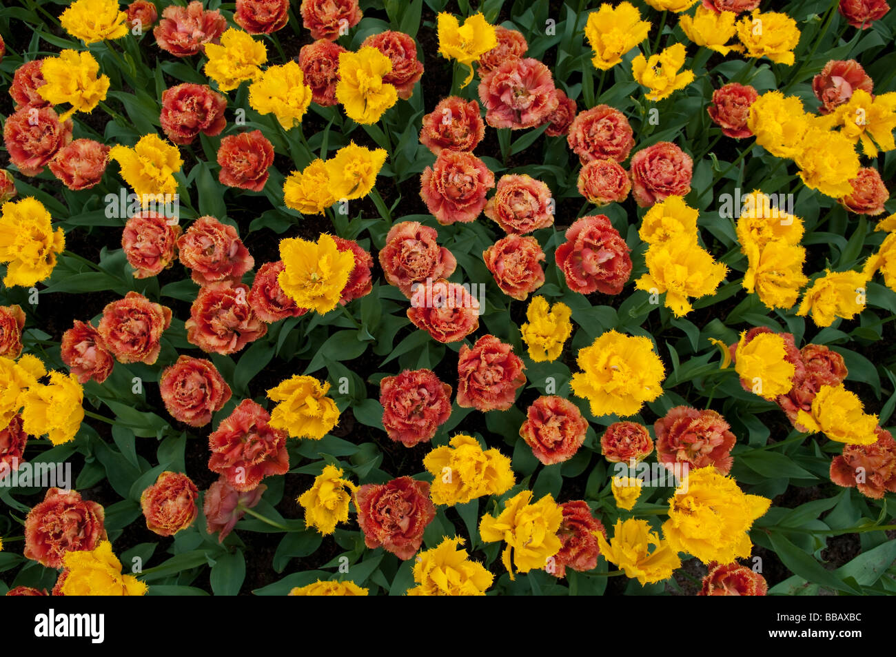 Ragged petals hi-res stock photography and images - Alamy