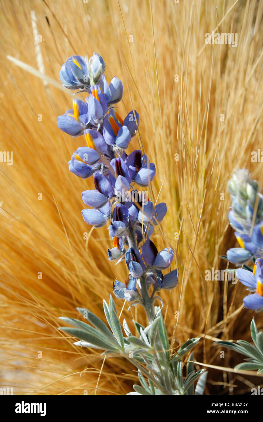Lupin flowers in front of golden grass on the Bolivian Altiplano Stock ...