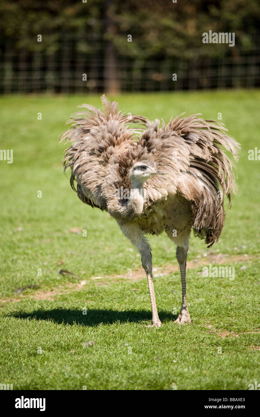 Lesser rhea hi-res stock photography and images - Alamy