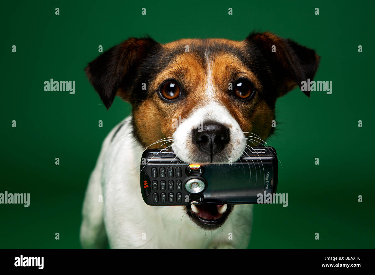 Dog phone hi-res stock photography and images - Alamy