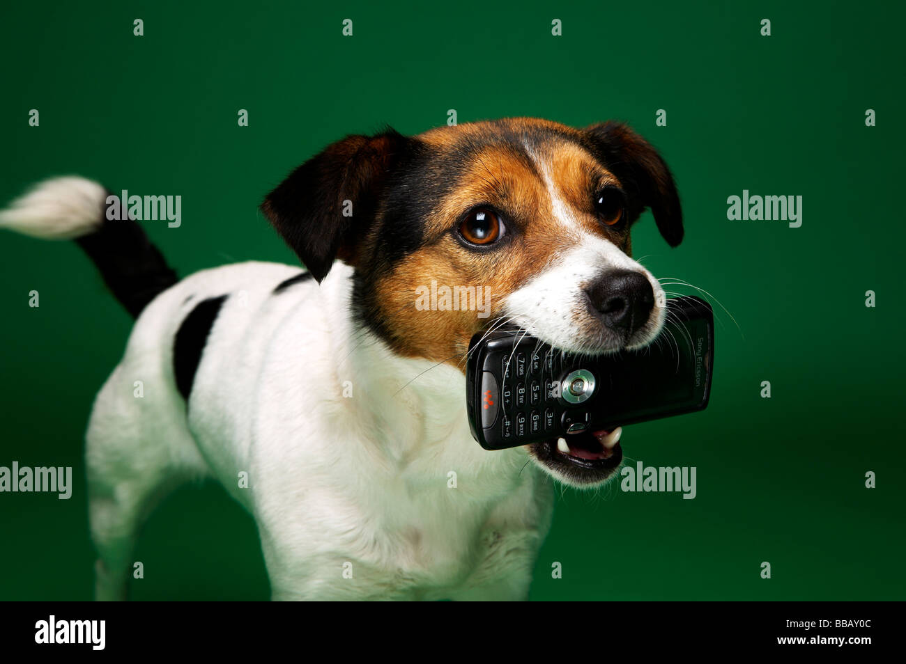 Dog with phone hi-res stock photography and images - Alamy