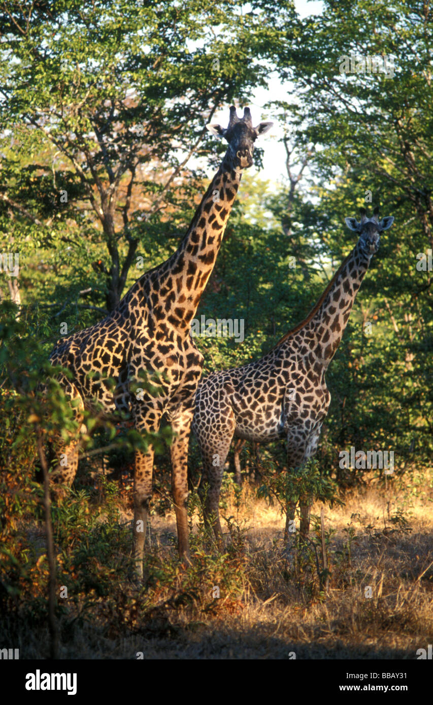 Thornicroft giraffe zambia hi-res stock photography and images - Alamy
