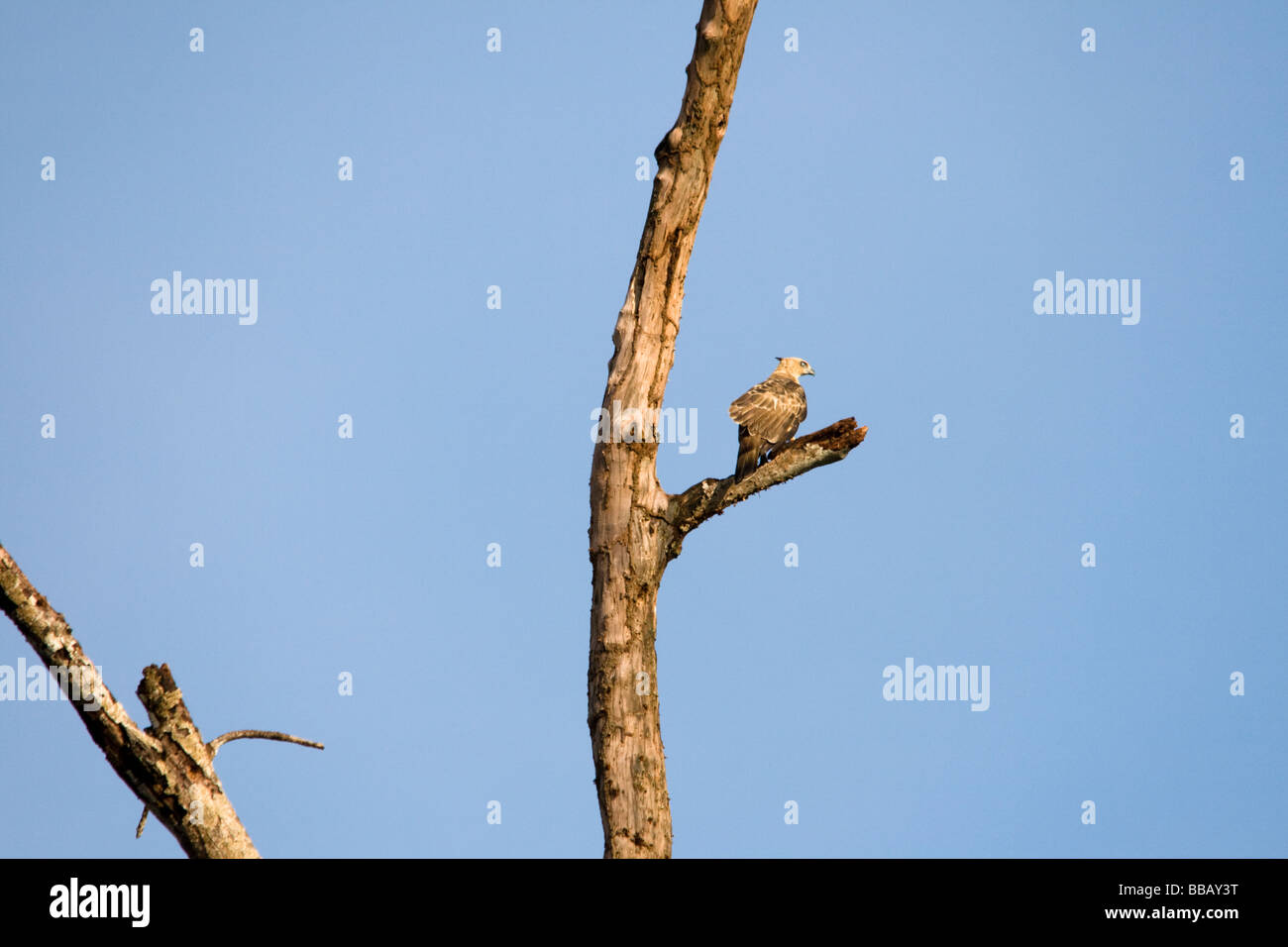 Wallaces Hawk Eagle High Resolution Stock Photography and Images - Alamy