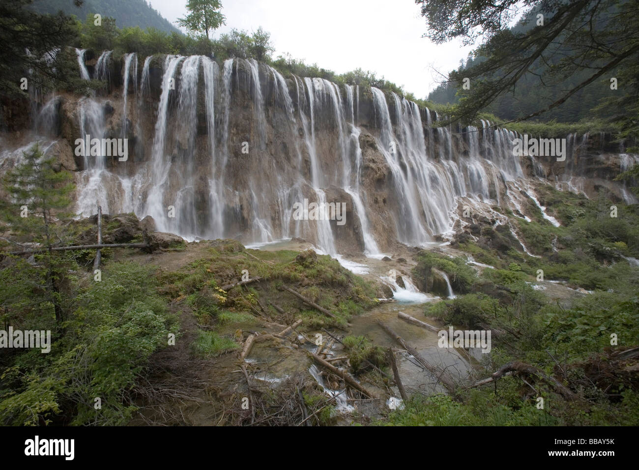Tanaka tree hi-res stock photography and images - Alamy