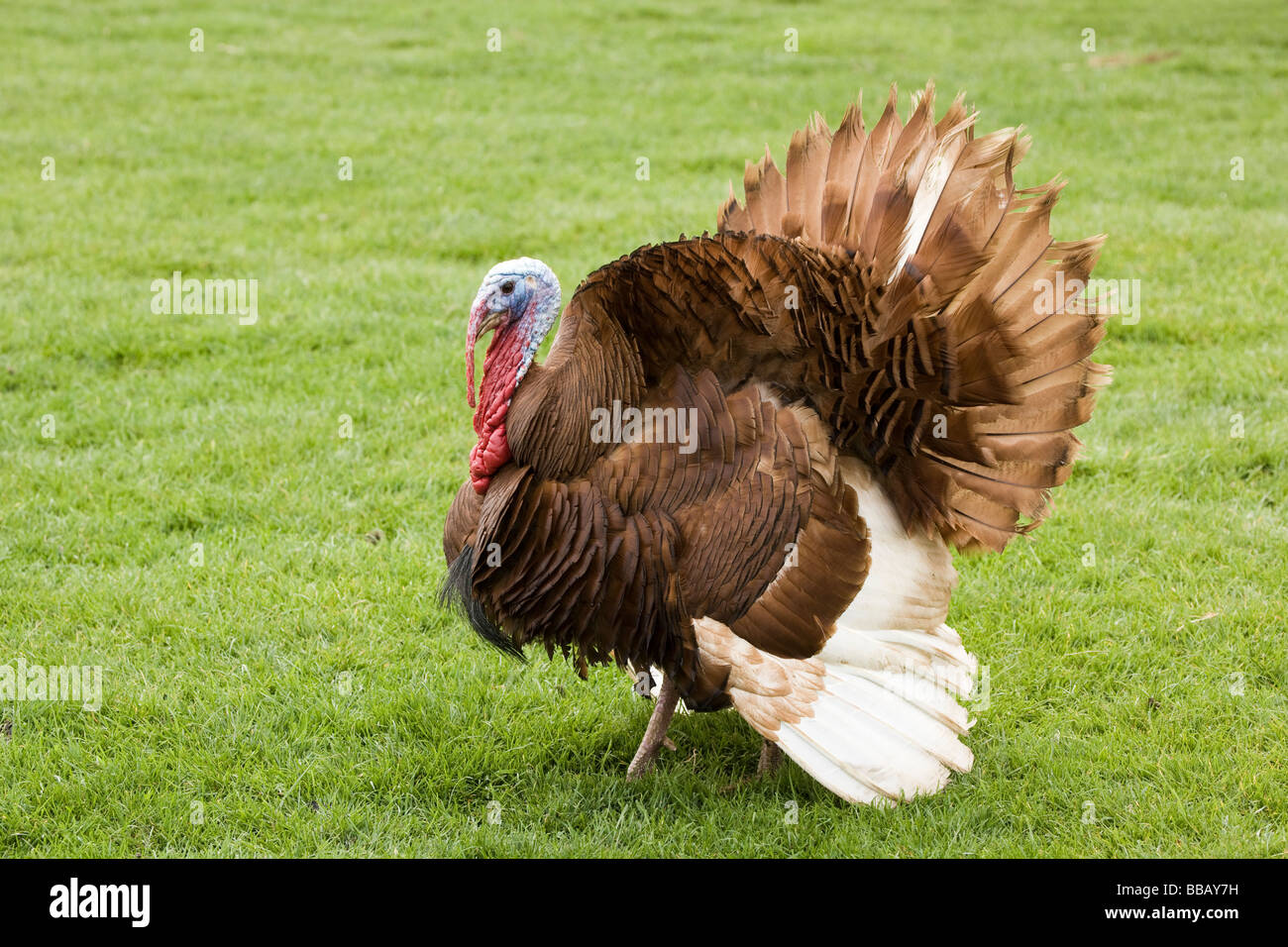 Bourbon red turkeys hi-res stock photography and images - Alamy