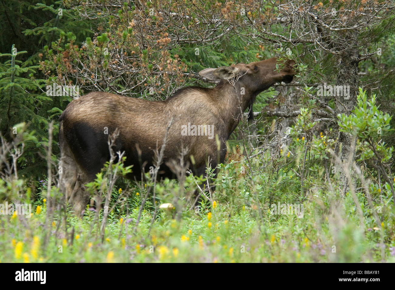 Cow moose alces feeding hi-res stock photography and images - Alamy