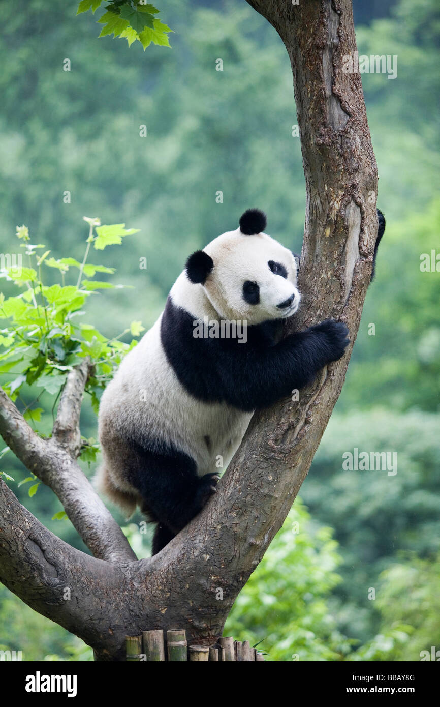 Giant Panda, Chengdu Panda breeding and research center, Chengdu, China ...