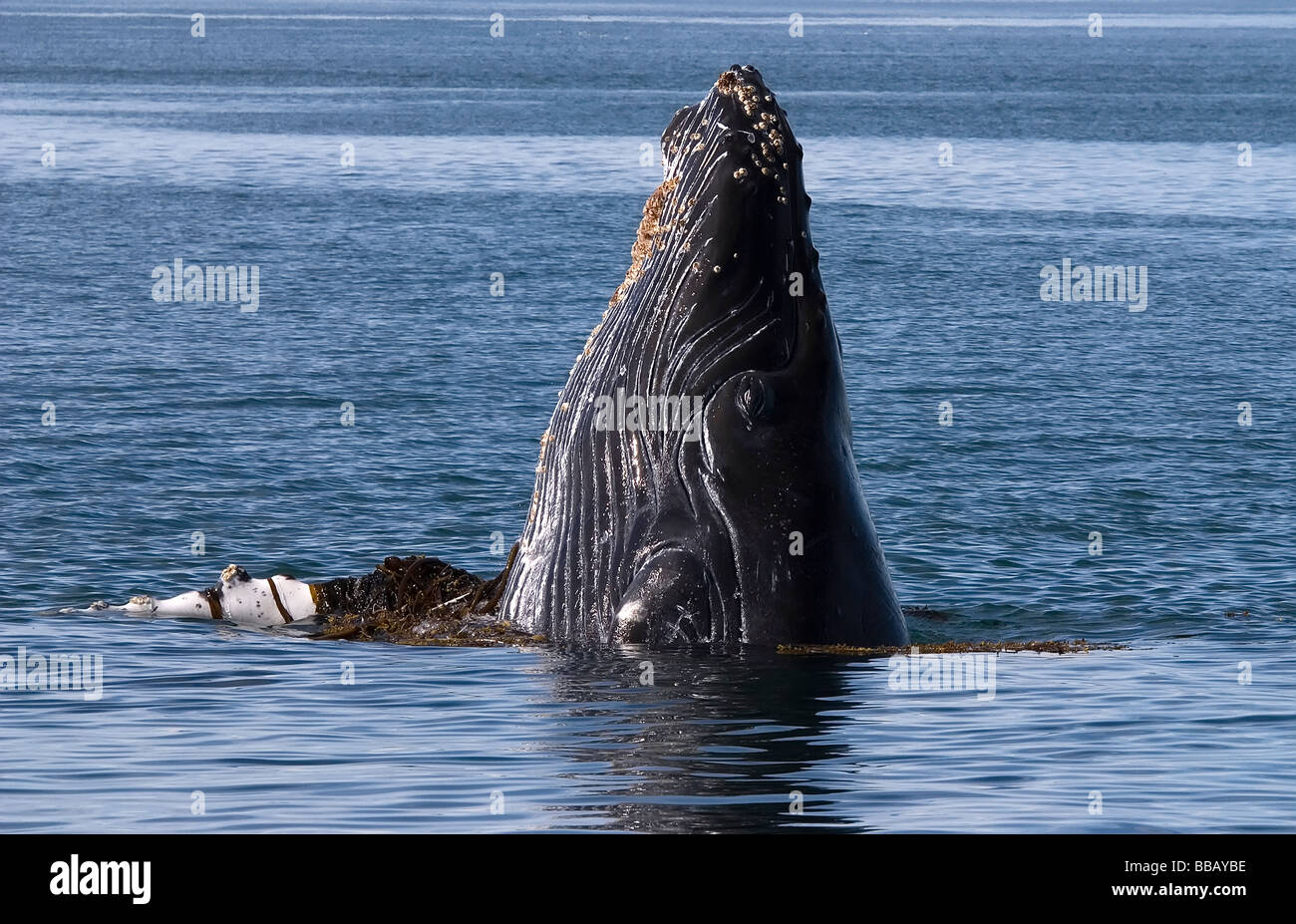 Humpback Whale Megaptera novaeangliae Stock Photo - Alamy