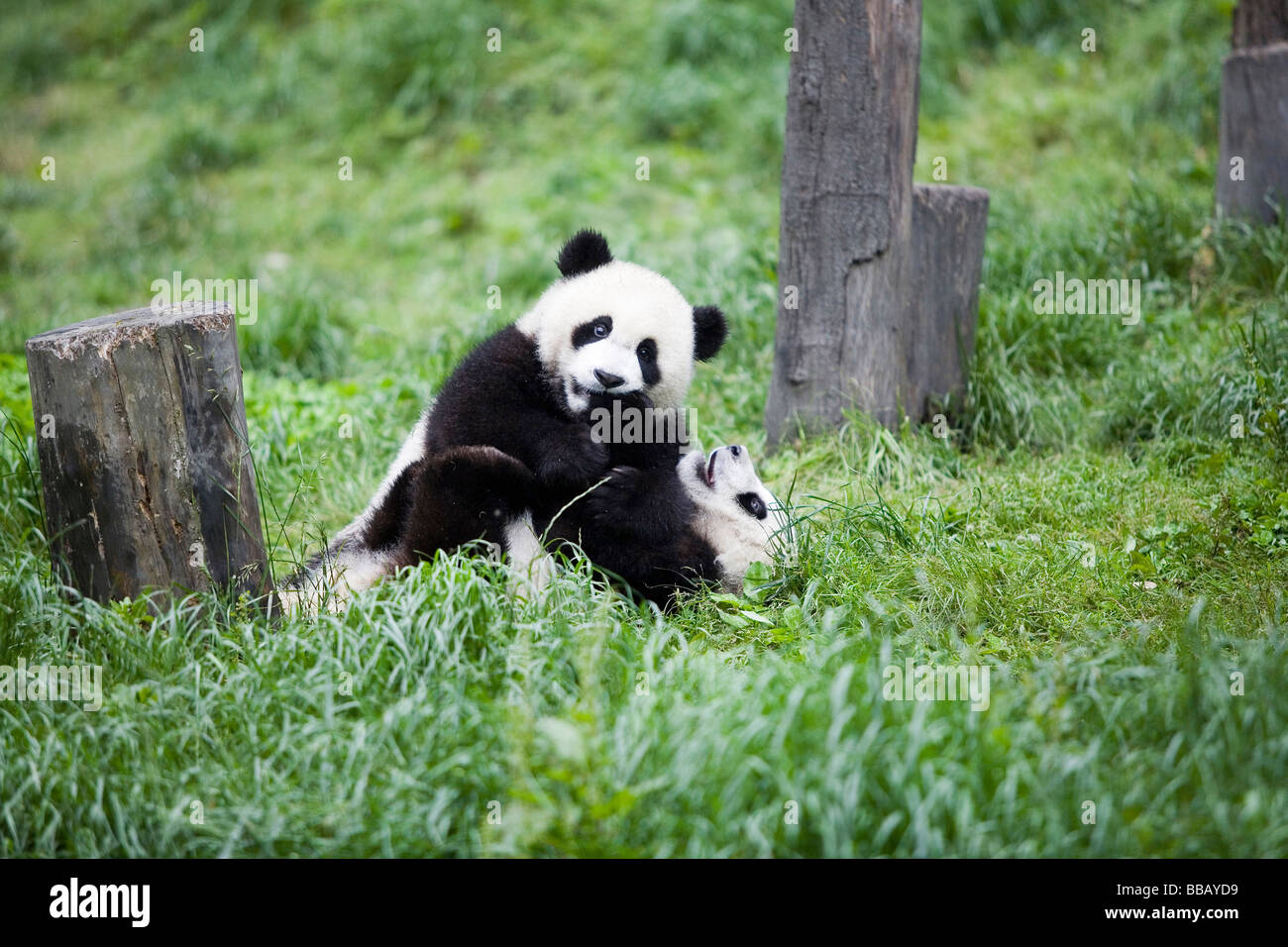 Giant Panda, Chengdu Panda breeding and research center, Chengdu, China ...