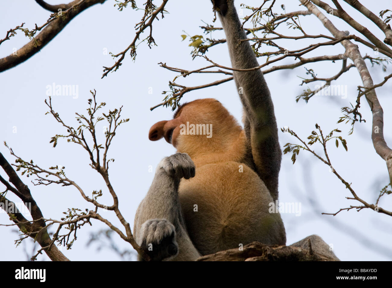 Male proboscis monkey , Malaysian Borneo Stock Photo - Alamy