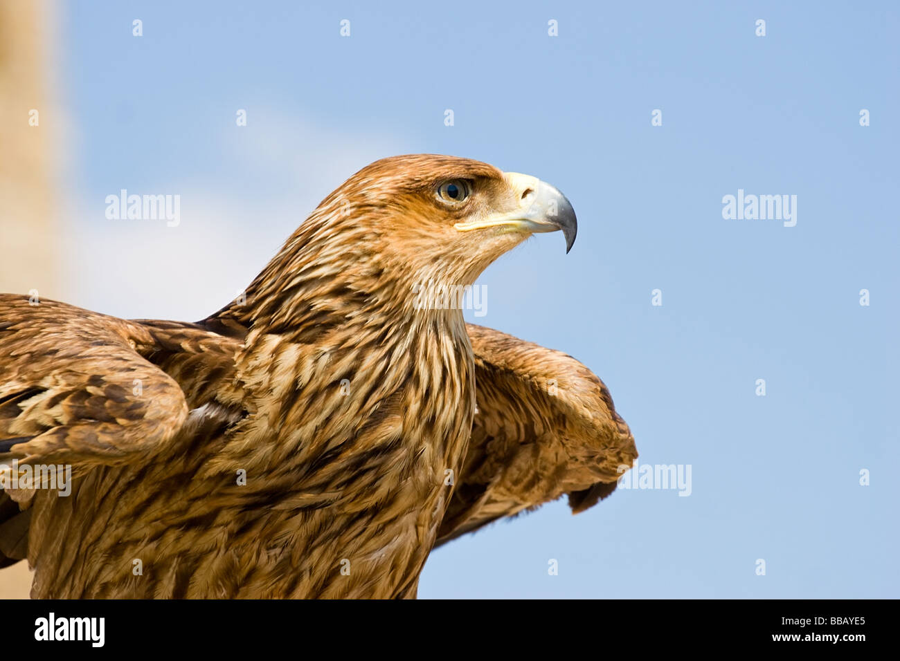 hawk head close up on clean sky background Stock Photo - Alamy