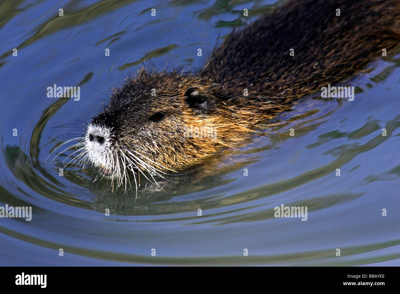 Swamp beaver biberratte myocastor coypus hi-res stock photography and ...