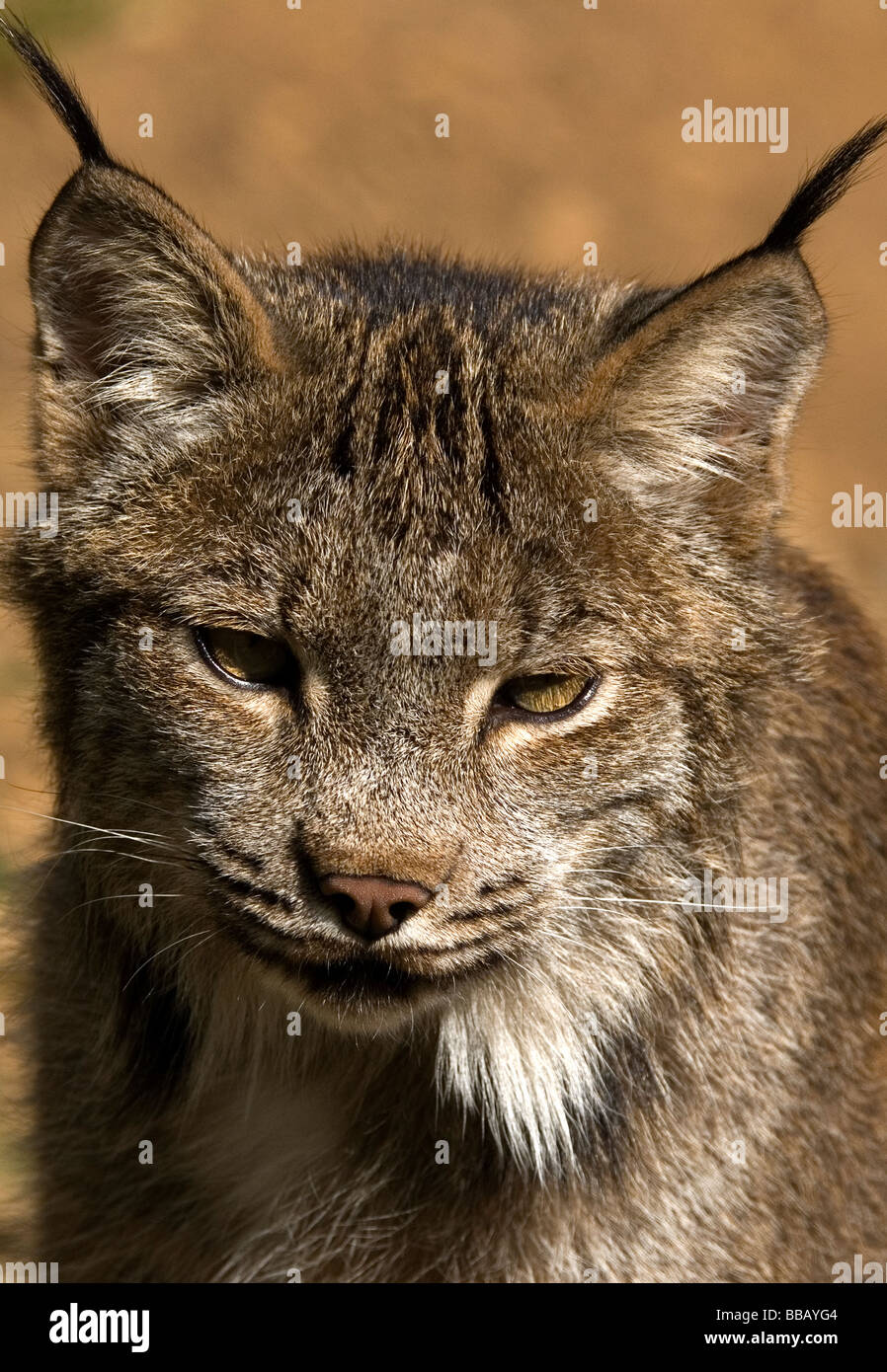Lynx canadensis canadensis hi-res stock photography and images - Alamy