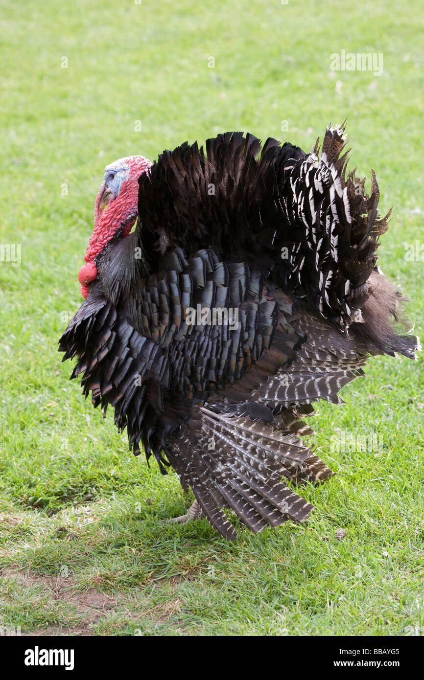 Bronze turkeys hi-res stock photography and images - Alamy