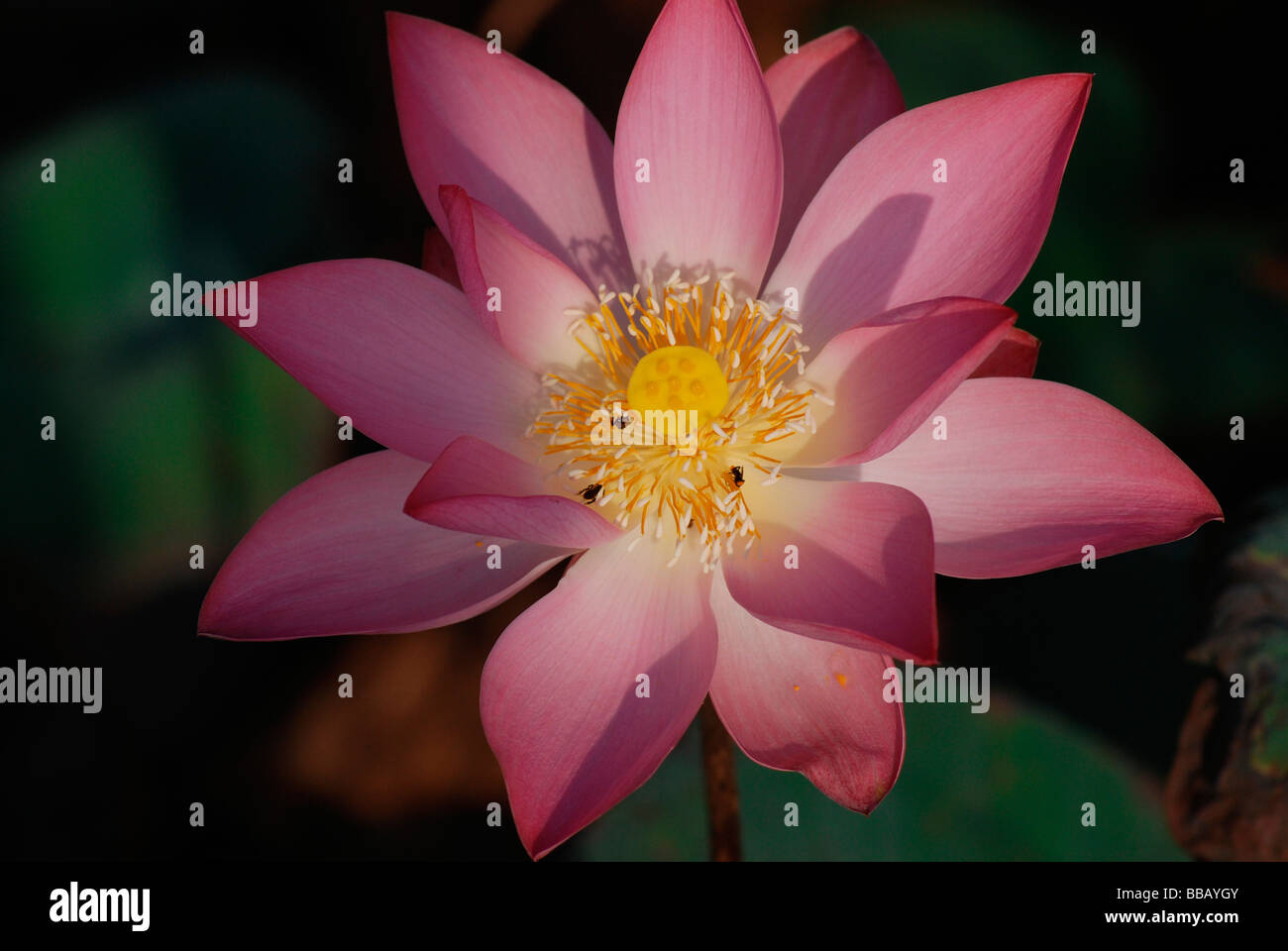 Inda lotus hi-res stock photography and images - Alamy