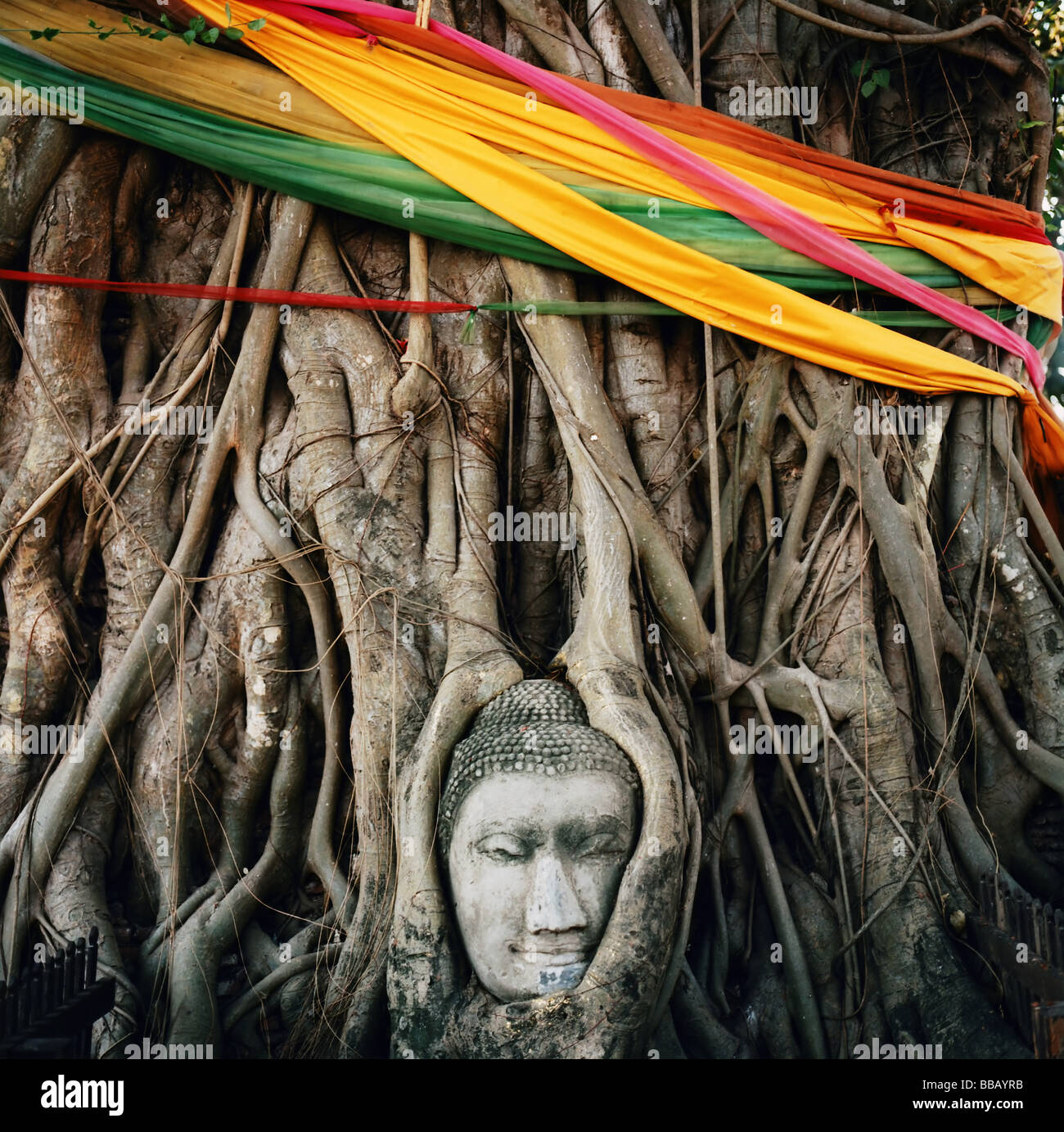 Buddha head encased in holy Banyan tree Stock Photo - Alamy